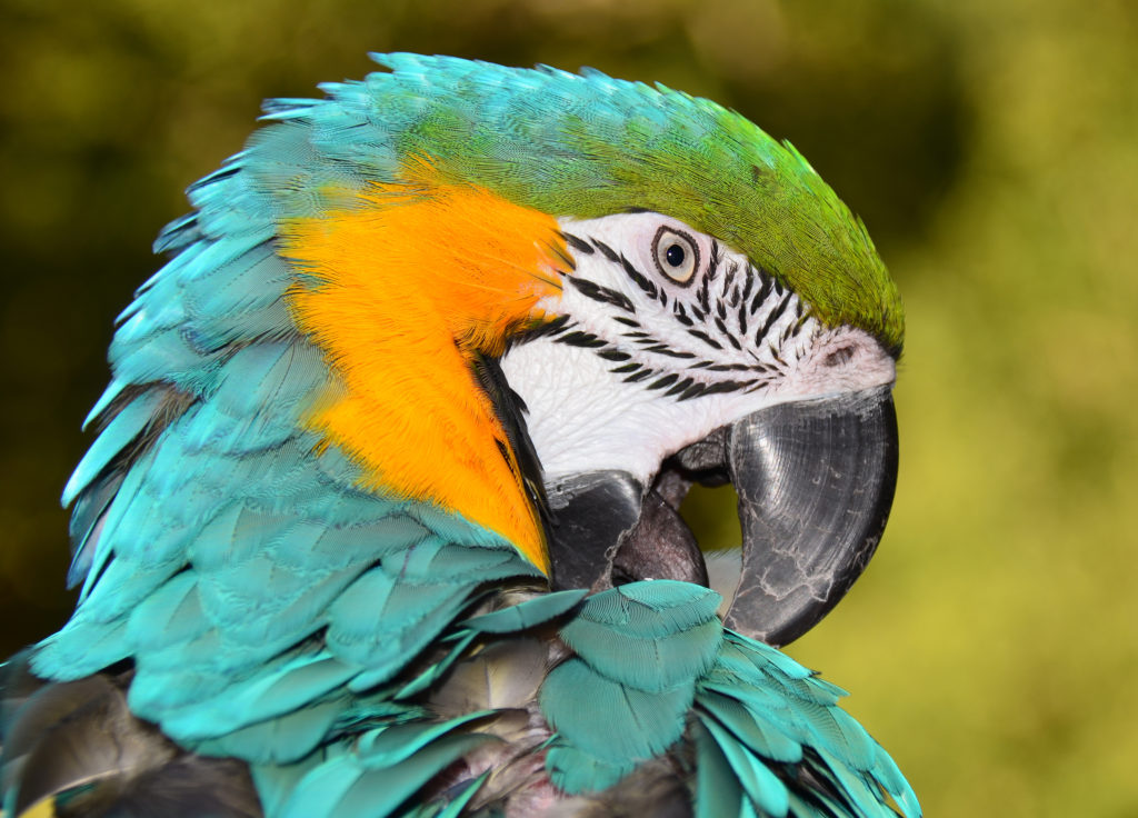 Companion birds losing their feathers- How to deal with it • AnimalTalk