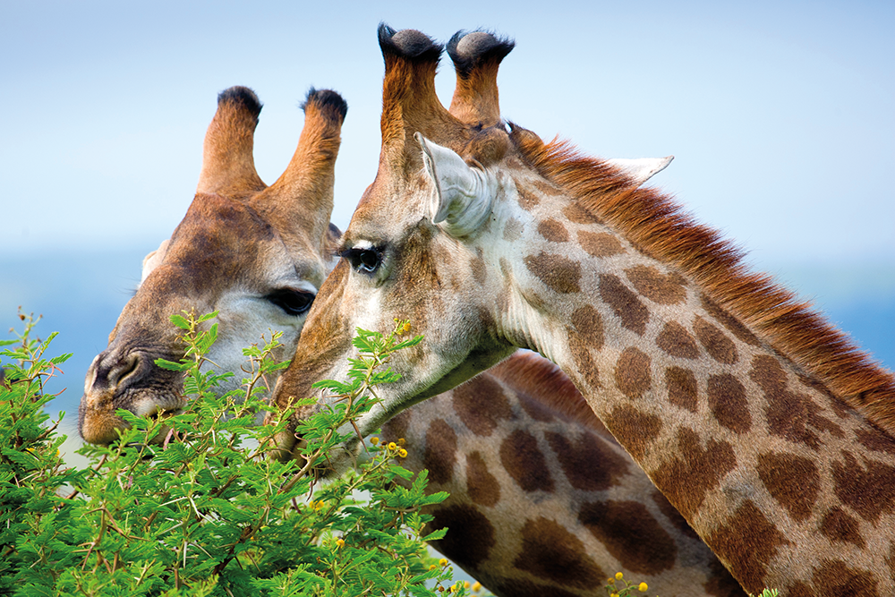 10 cool things about giraffes • AnimalTalk