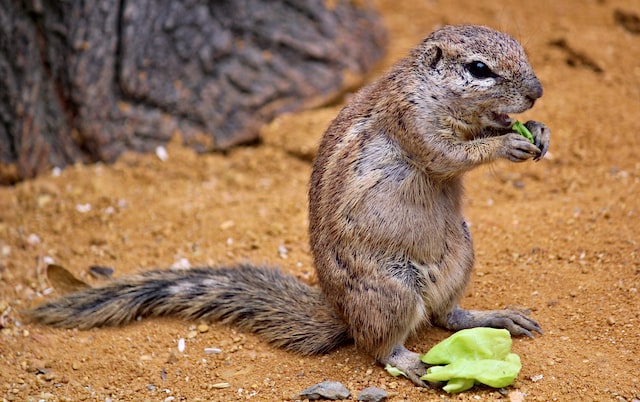 Some interesting squirrel facts • AnimalTalk